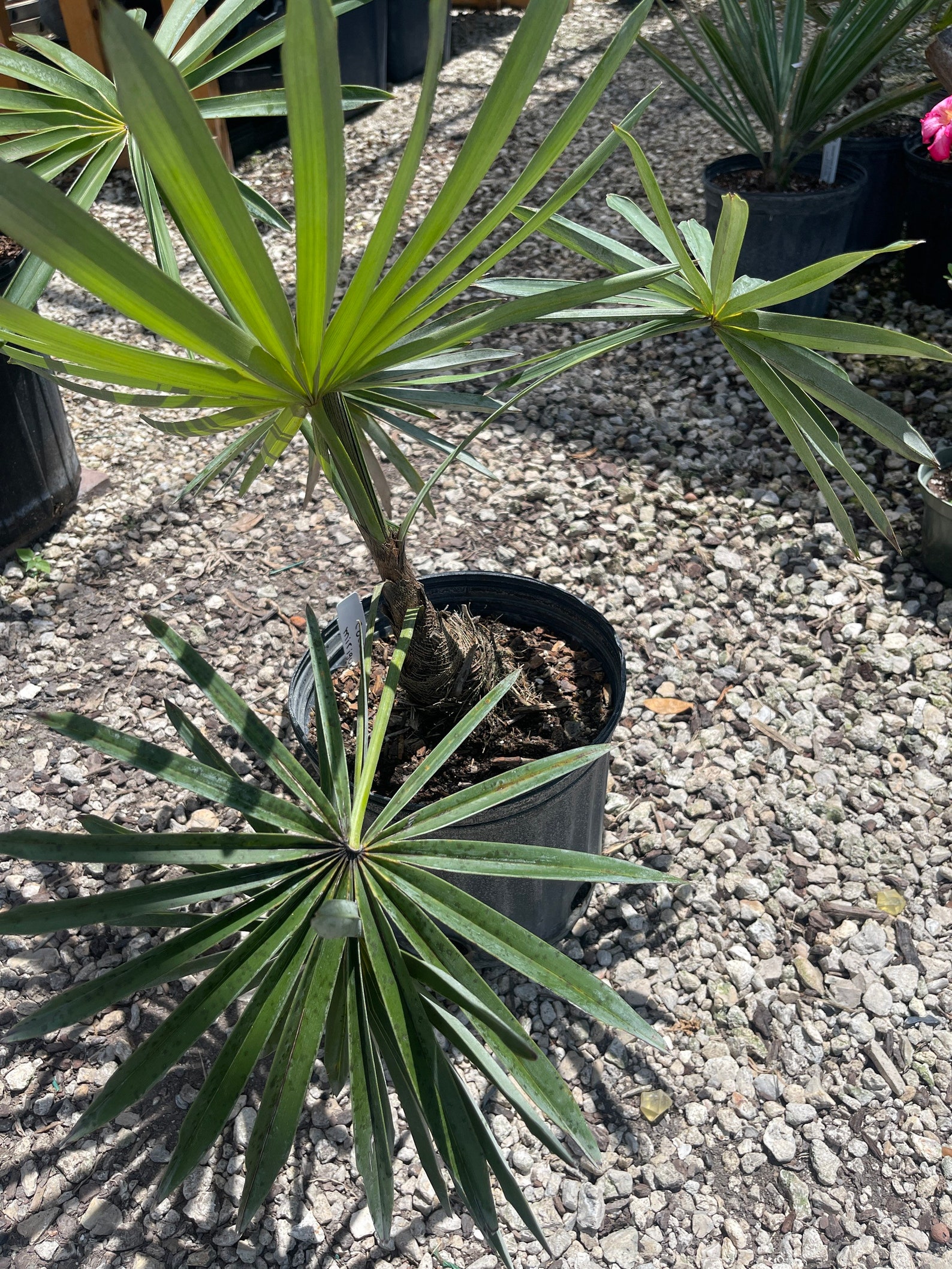 Palm Tree Coccothrinax Miraguana 3 Gallons - Etsy