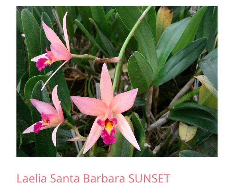 Orchid Live Laelia Santa Barbara "sunset" - Bare Root - Etsy