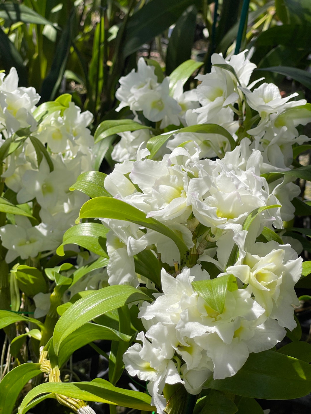 Orchid Live Dendrobium Spring Dream "apollon" - Potted - Etsy