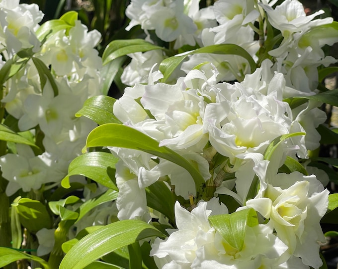 Orchid Live Dendrobium Spring Dream apollon Potted - Etsy