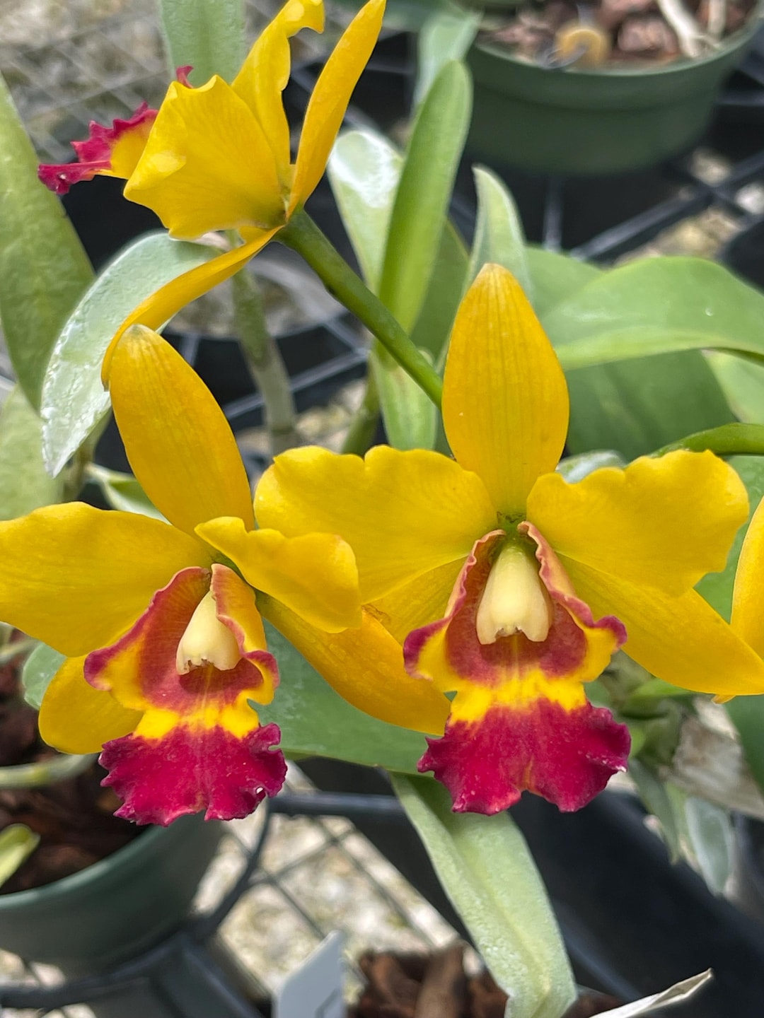 Cattleya Smilling Lady / Potted - Etsy