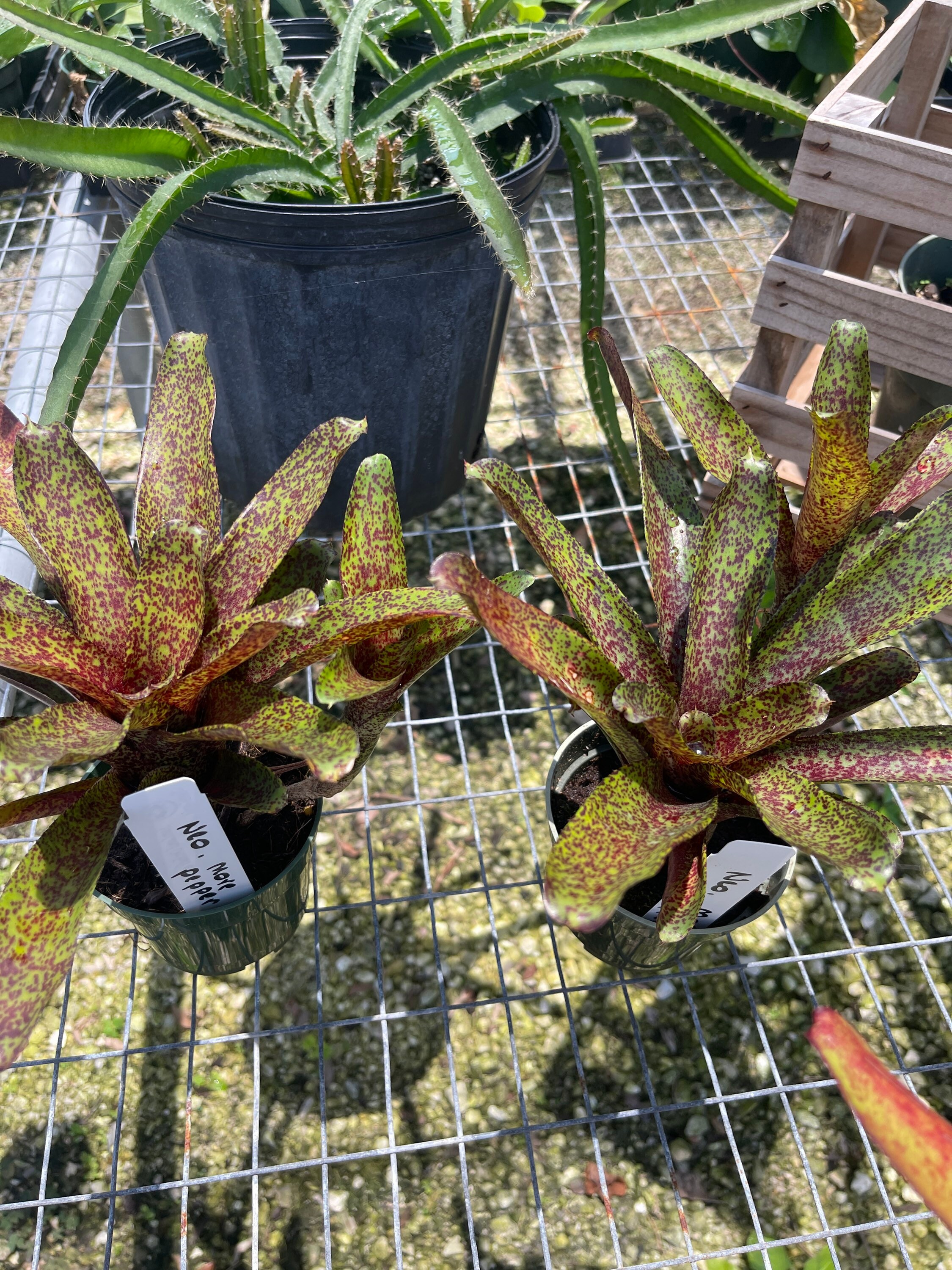 Bromeliad Neoregelia More Pepper - Mini - Etsy