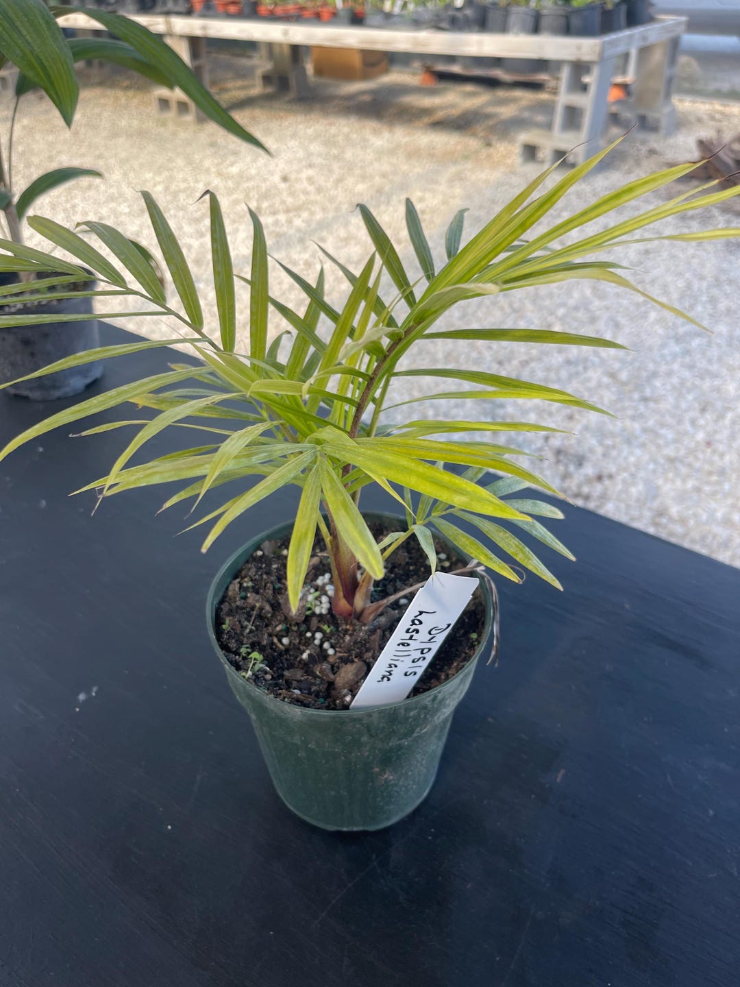 Palm Live Dypsis Lastelliana - Teddy Bear Palm - Seedling - Potted - Etsy