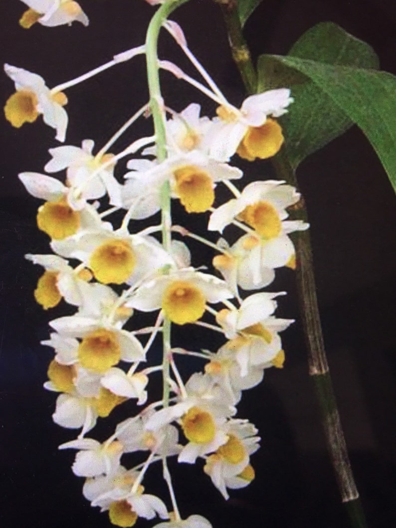 Orchid Dendrobium Thyrsiflorum - Bare Root - Etsy