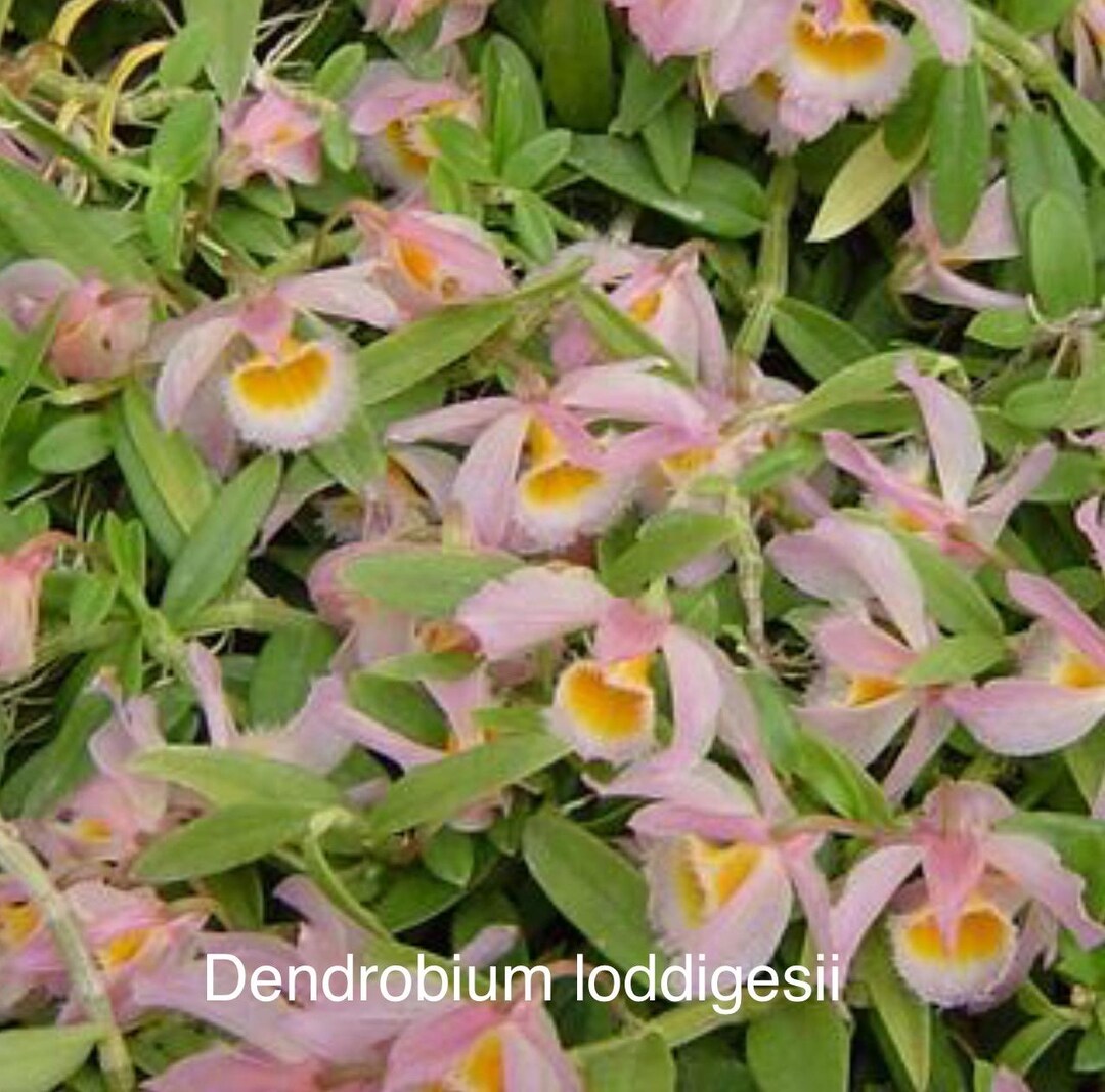 Orchid Live Dendrobium Seidelianum - Rare - Bare Root - Etsy
