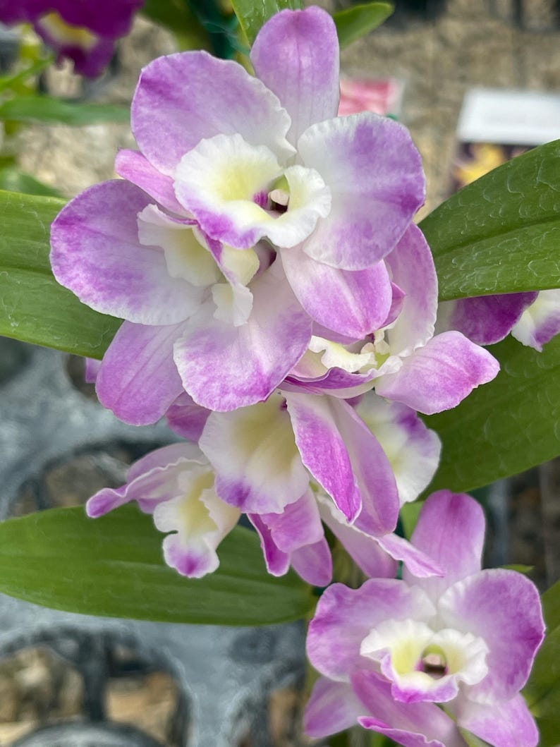 Orchid Live Dendrobium Violet Fizz "luna" - Potted - Etsy