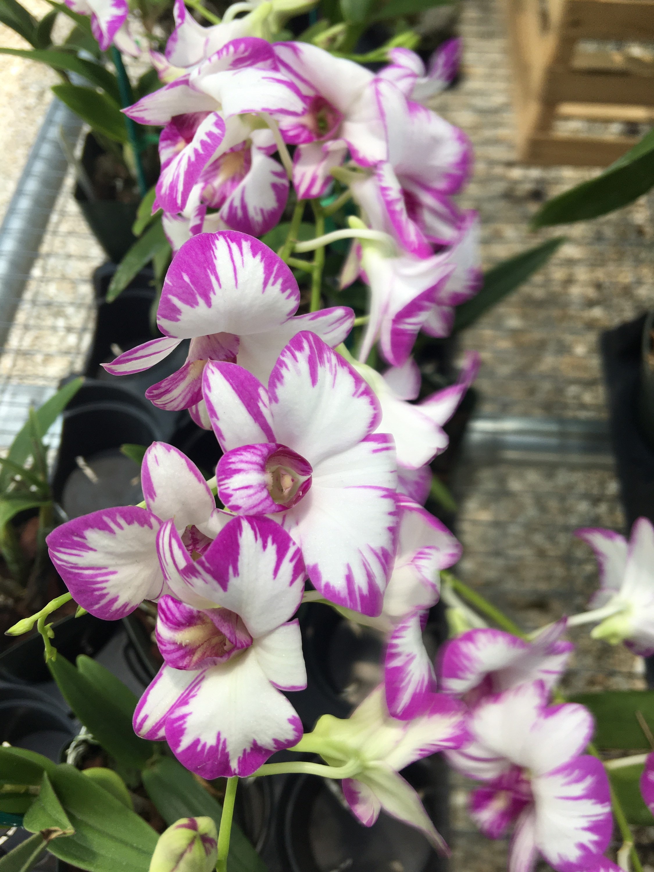 Orchid Dendrobium Enobi Purple splash Potted - Etsy