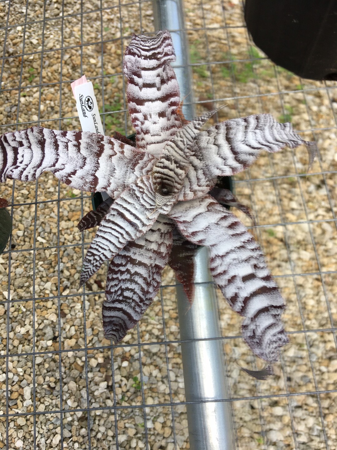 BROMELIAD LIVE Cryptanthus "absolute Zero" - Potted - Etsy