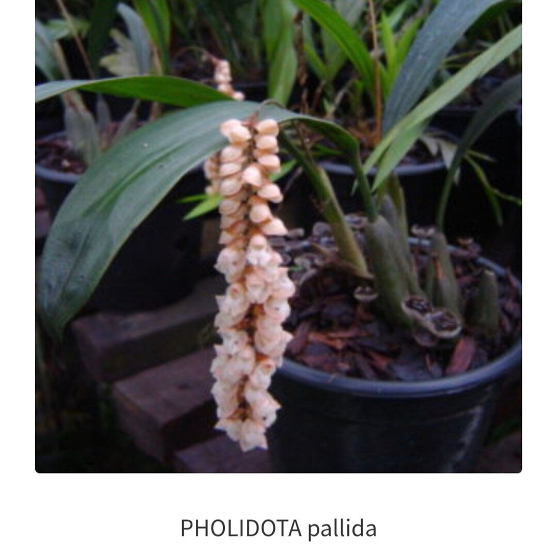 Orchid Plant Pholidota Pallida - Bare Root - Etsy