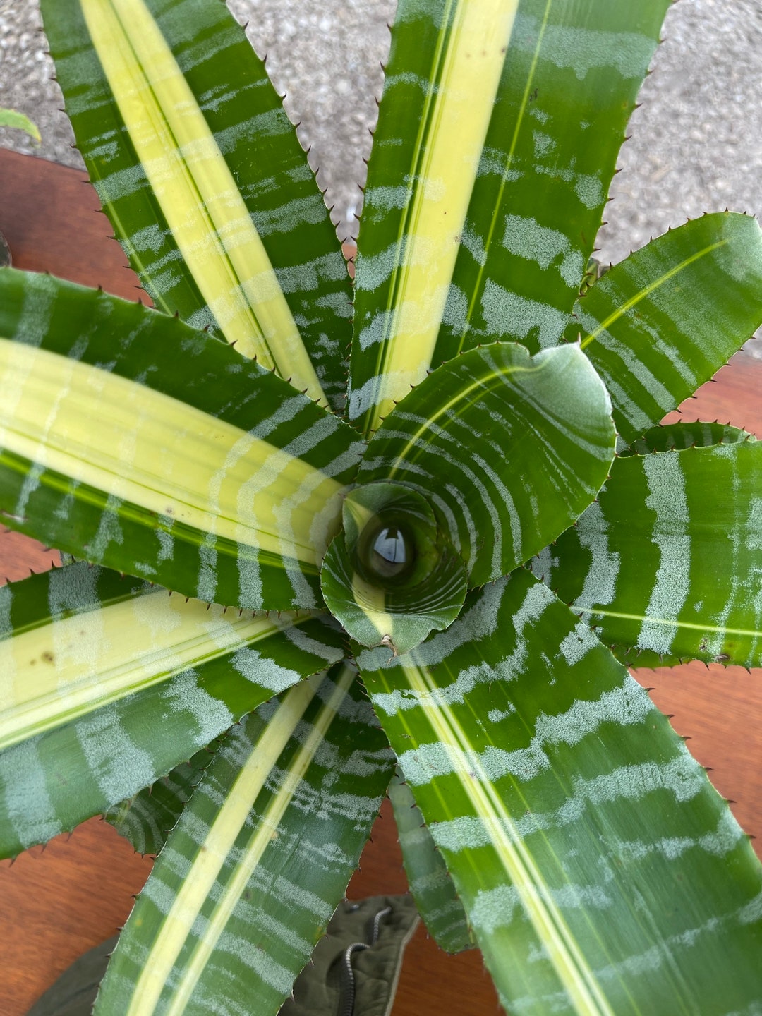 Bromeliad live Aechmea Samurai 5 potted - Etsy Österreich
