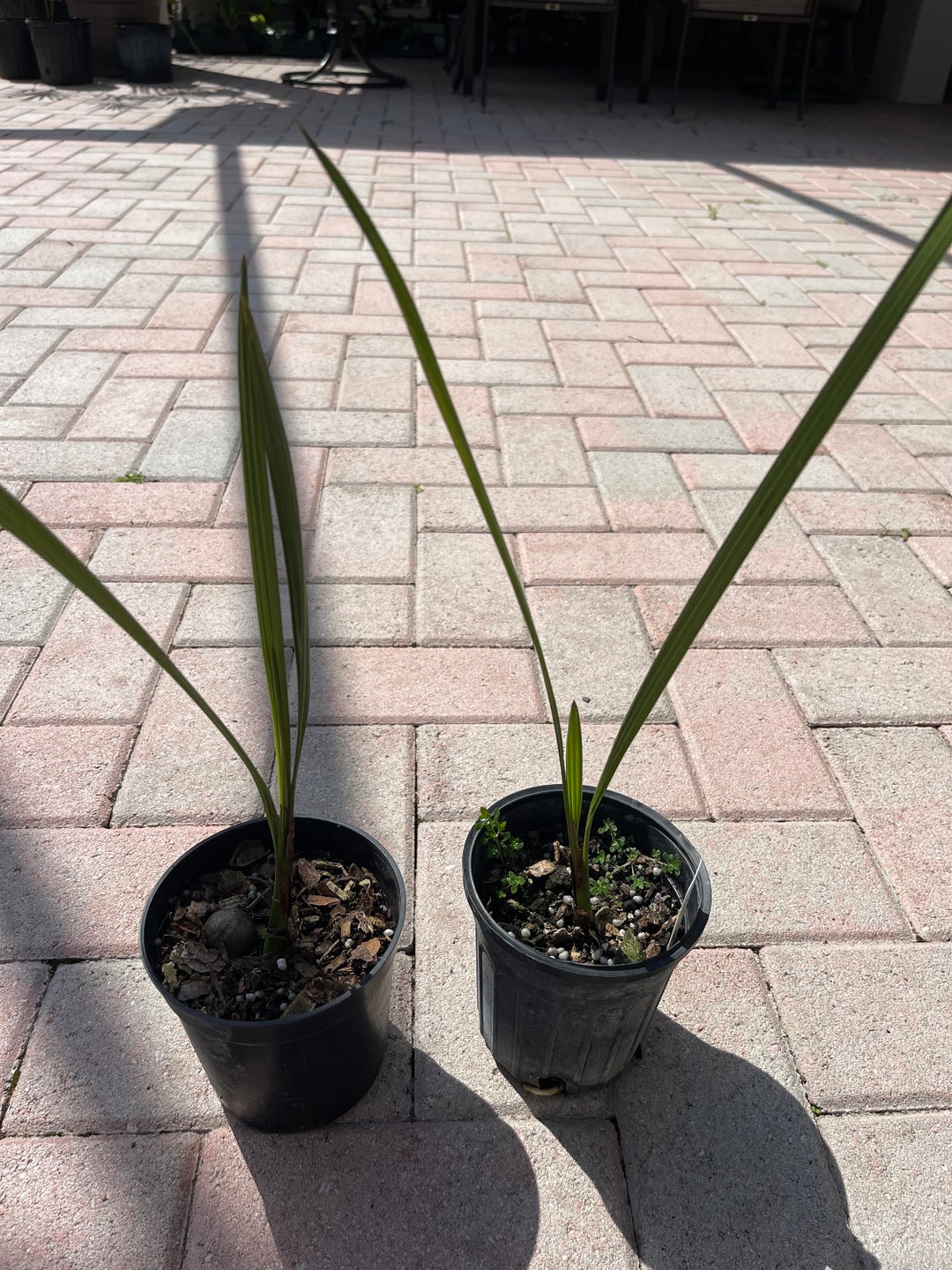 Palm Tree Jubea Chilensis Potted - Etsy