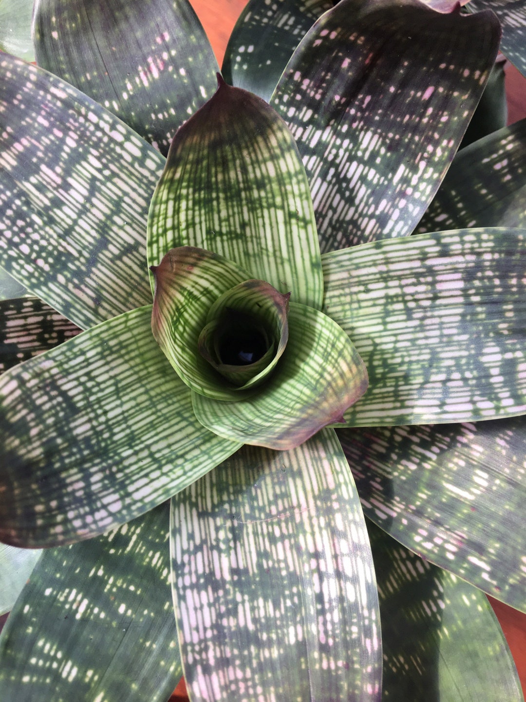Bromeliad Vriesea Gigantea 4 Pot - Etsy