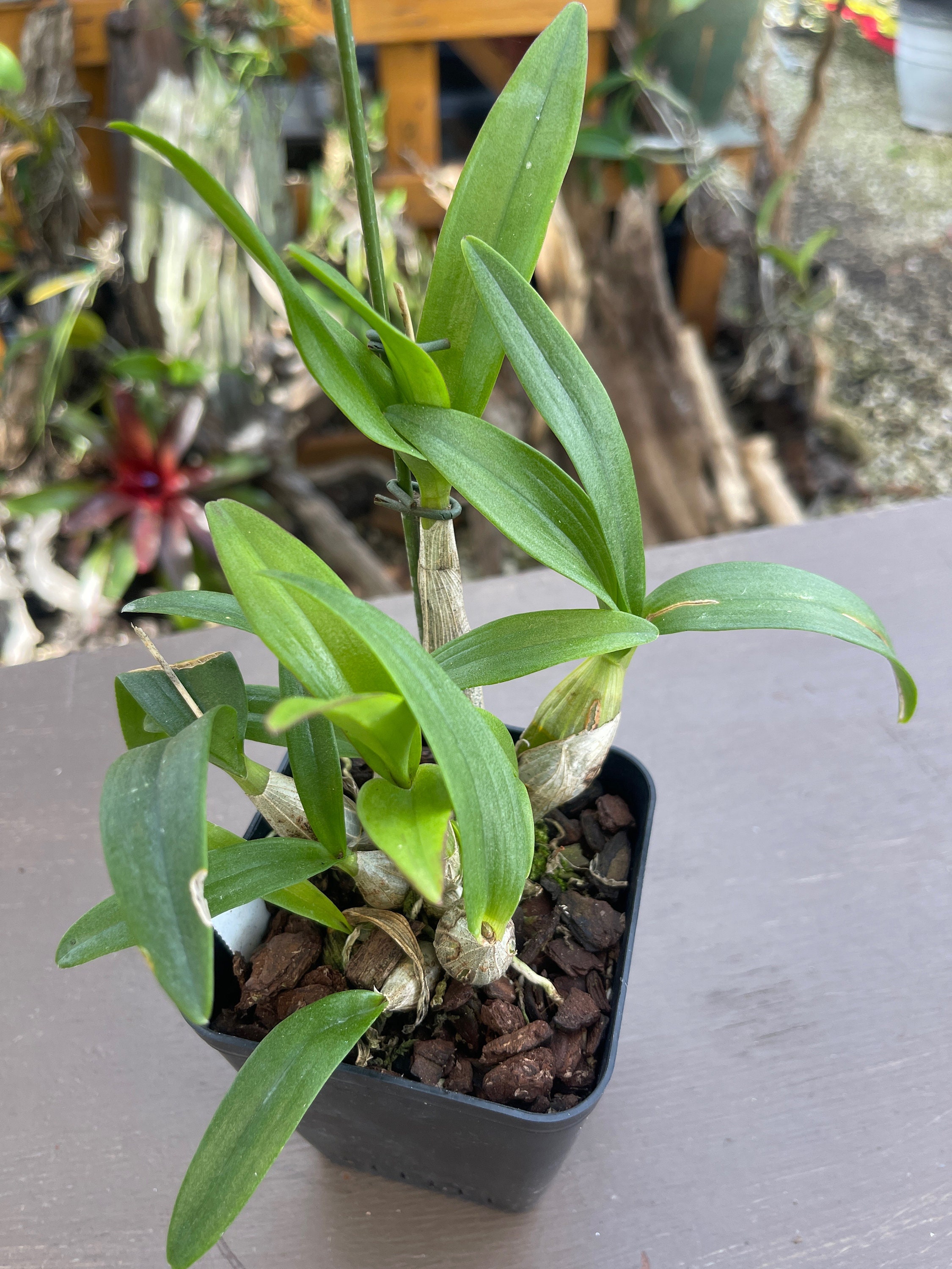 Orchid Dendrobium Enobi Purple splash Potted - Etsy