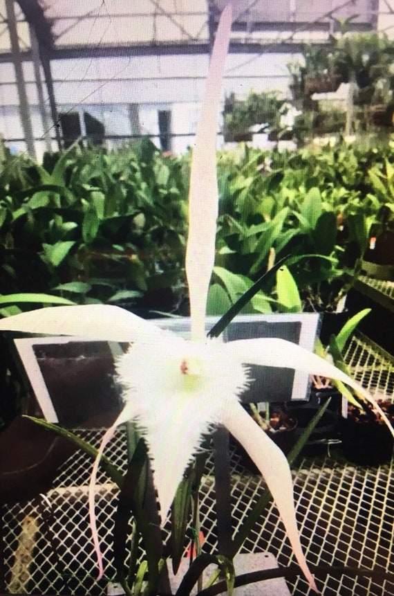 Orchid Brassavola David Sander Bare Root | Etsy