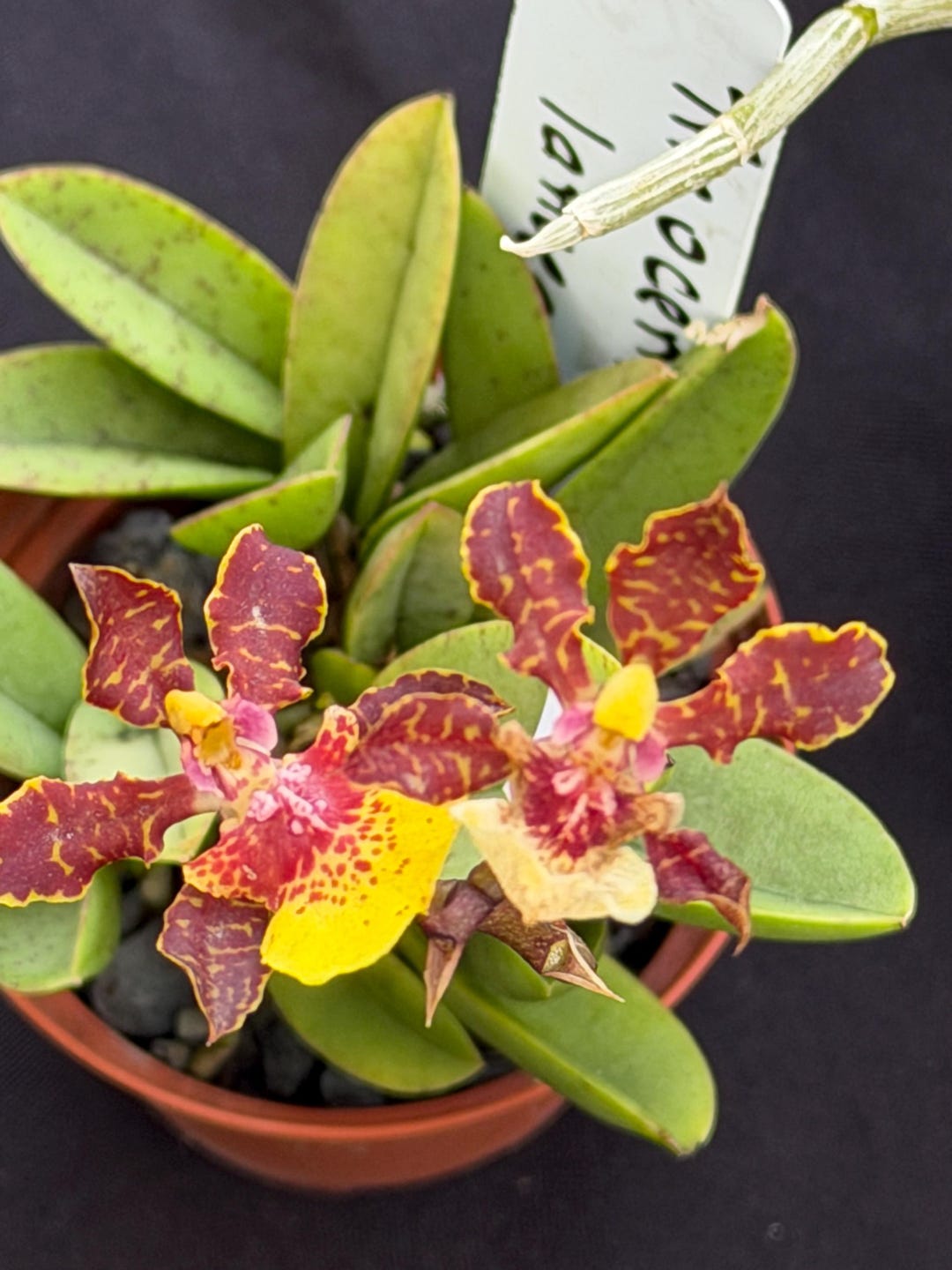 Orchid Live Trichocentrum Lanceanum Hybrid / 3 Inches Pot Size - Etsy