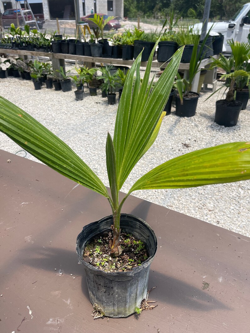 Palm Live Pritchardia Pacifica 1 Gallon - Etsy