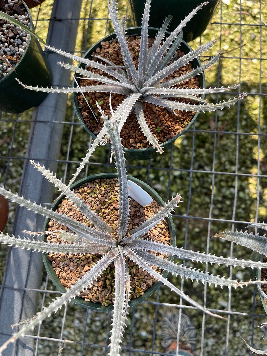 Live Plant Dyckia Fourth of July Series - Potted - Etsy