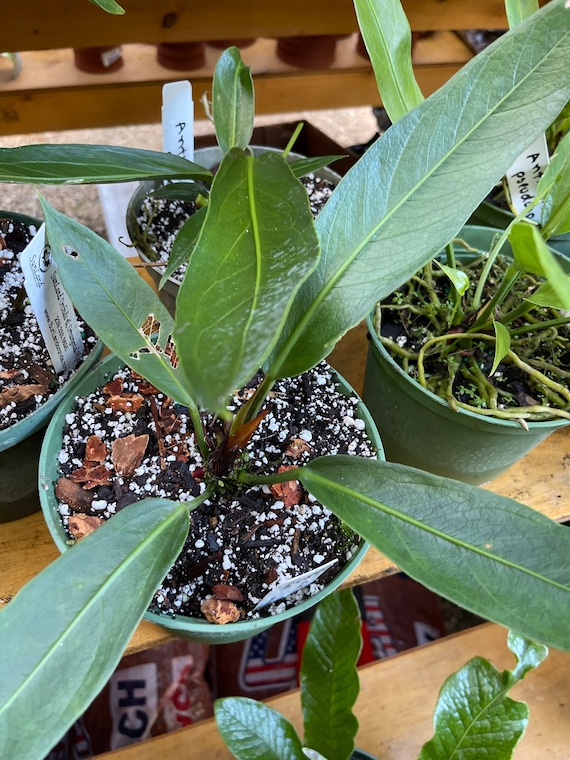 Aroid Plant Anthurium Cubense 4 Potted | Etsy