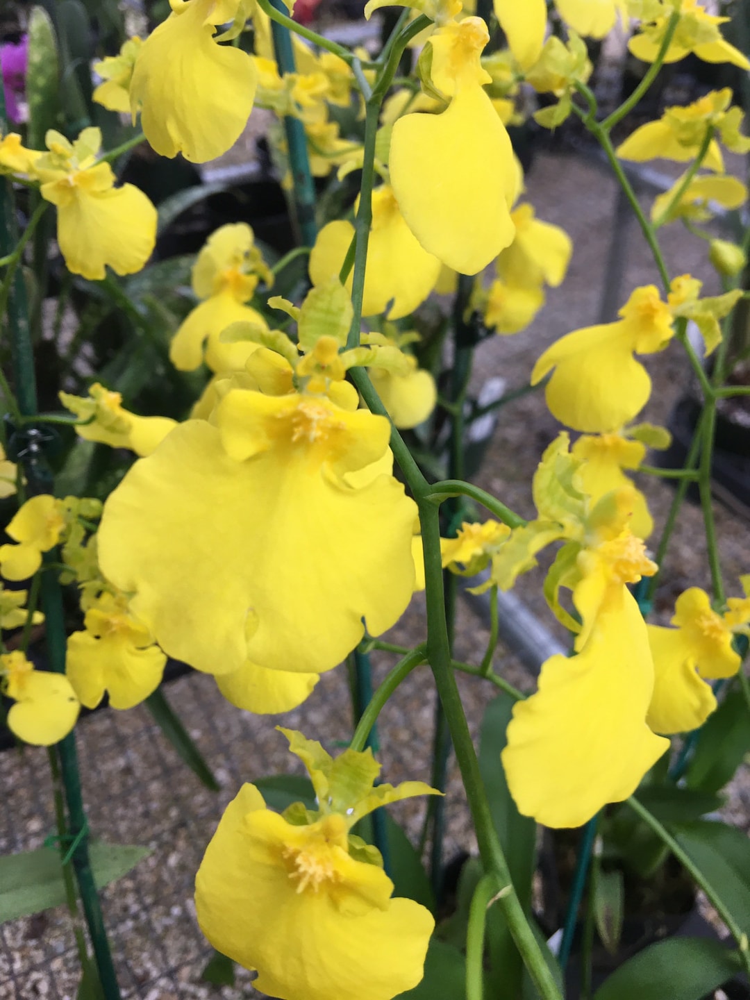 Orchid Plant Oncidium Sweet Sugar "lemon Drop" HCC/AOS - Potted - Etsy