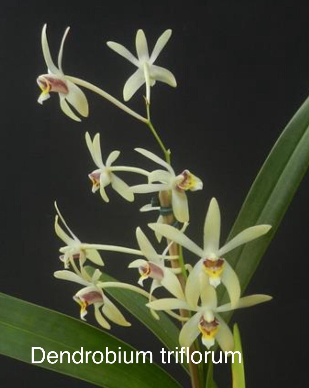 Orchid Live Dendrobium Triflorum - Bare Root - Etsy