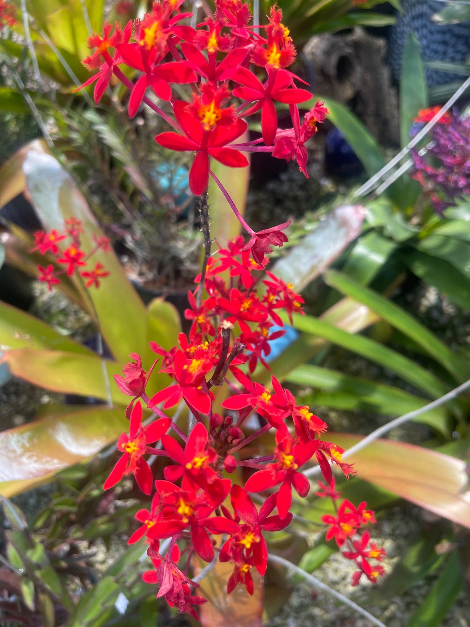 Orchid Red Epidendrum - Bare Root - Terrestrial - Full Sun - Etsy