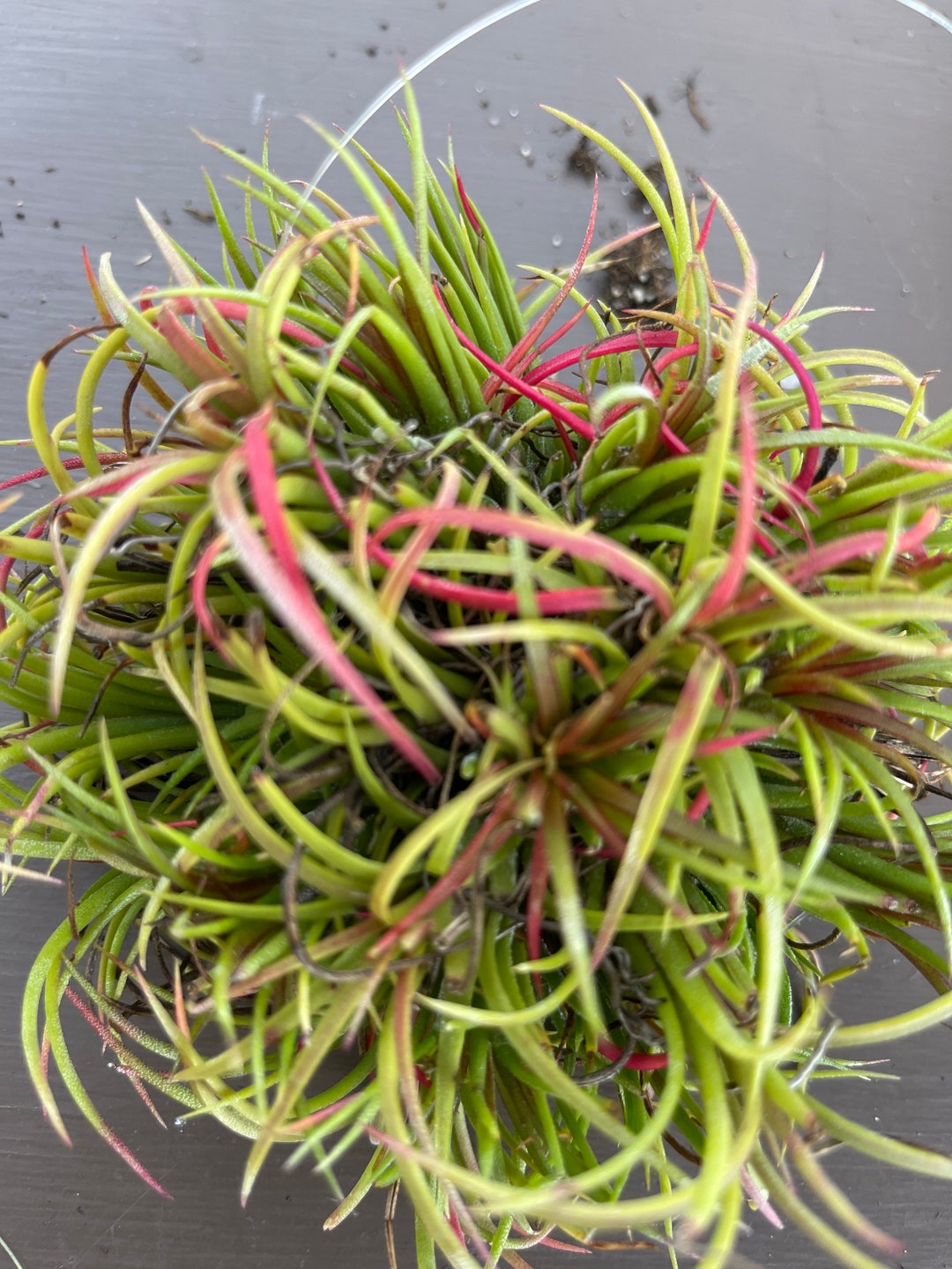 Tillandsia Ionantha Fuego / Clumb - Etsy