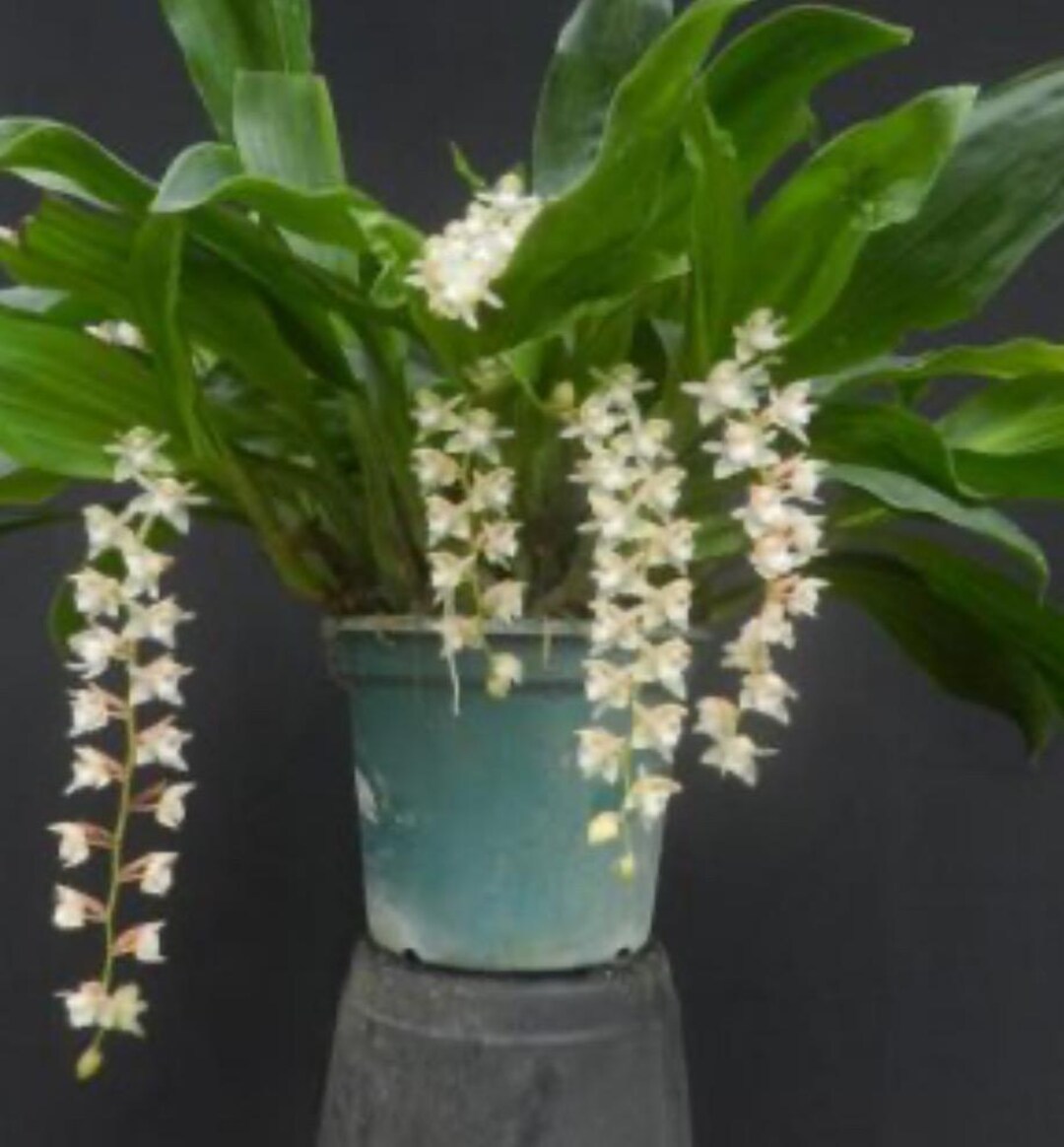 Orchid Live Pholidota Chinensis - Bare Root - Etsy