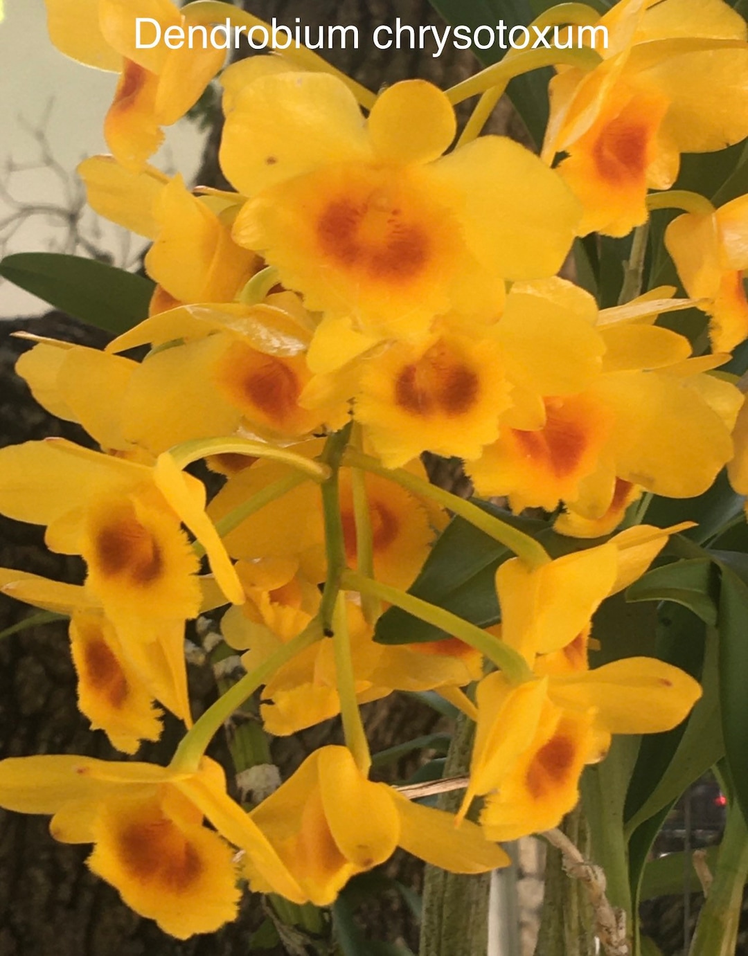 Orchid Dendrobium Chrysotoxum - Bare Root - Etsy