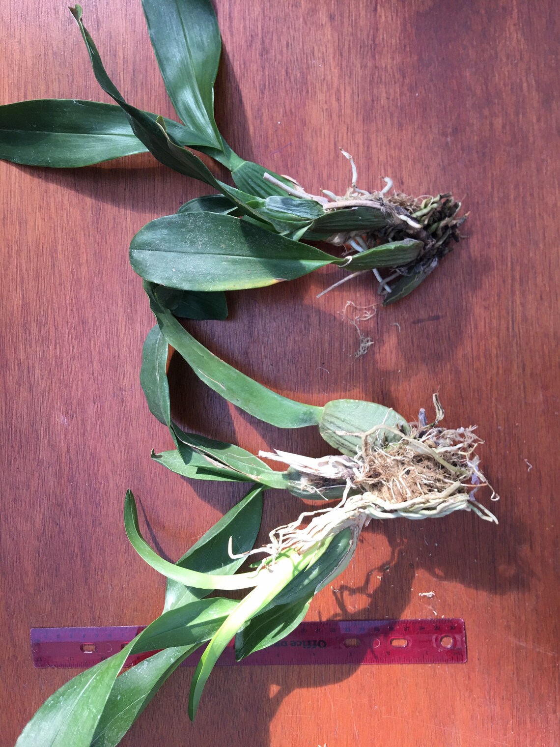 Orchid plant Oncidium crispum bare root | Etsy