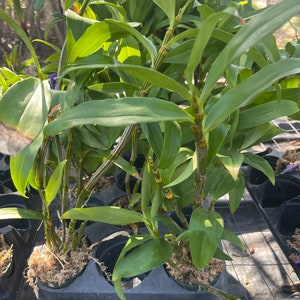 Orchid Dendrobium Thyrsiflorum Bare Root - Etsy