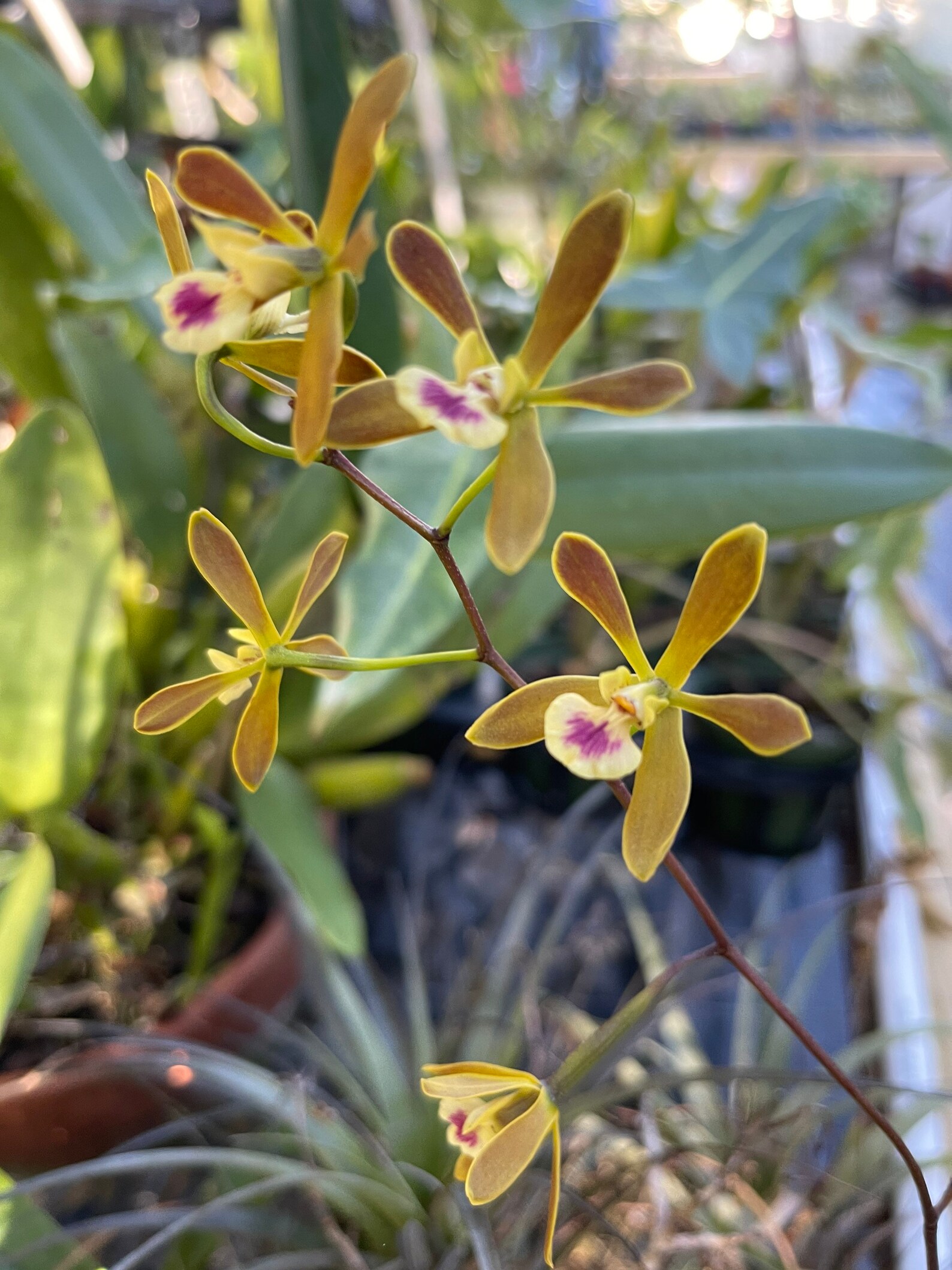 Orchid Plant Encyclia Tampensis Mounted | Etsy
