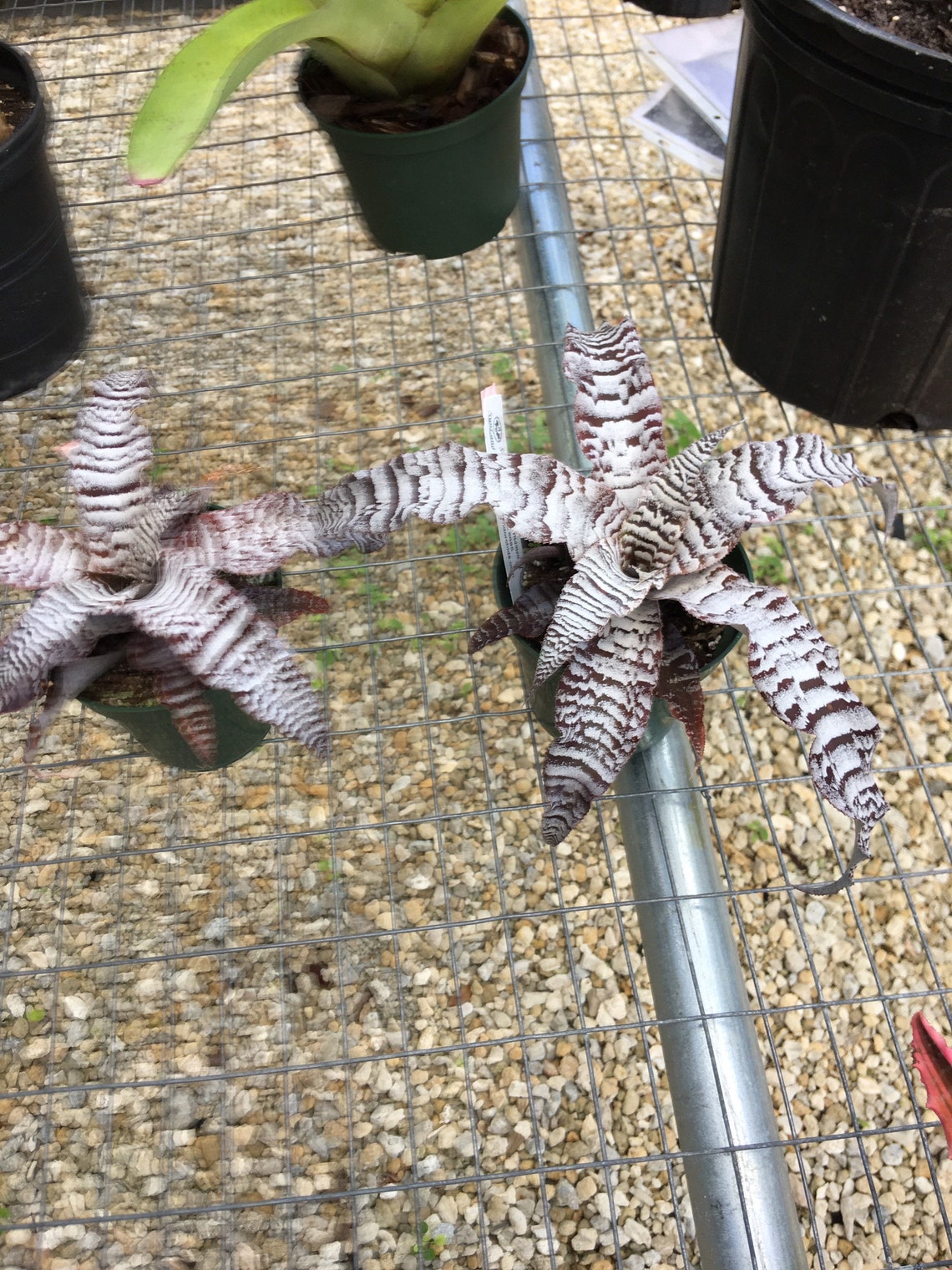 BROMELIAD LIVE Cryptanthus "absolute Zero" - Potted - Etsy