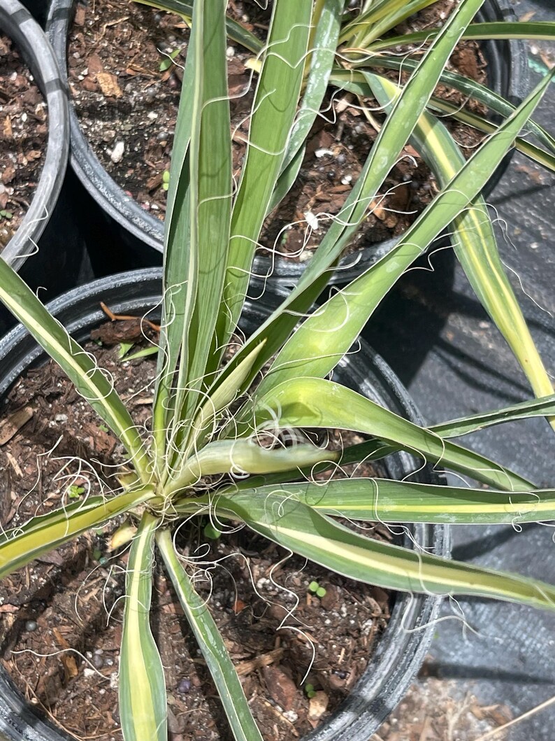 Agave Filamentosa Variegata / 1 Gallon - Etsy