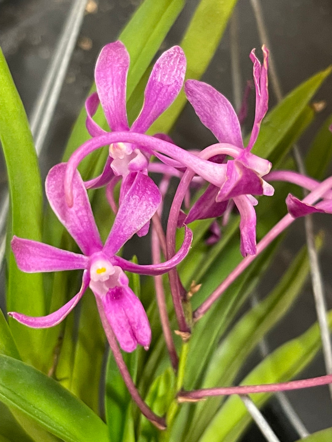 Orchid Live Vanda Lou. Sneary X Blue Fairy - Etsy