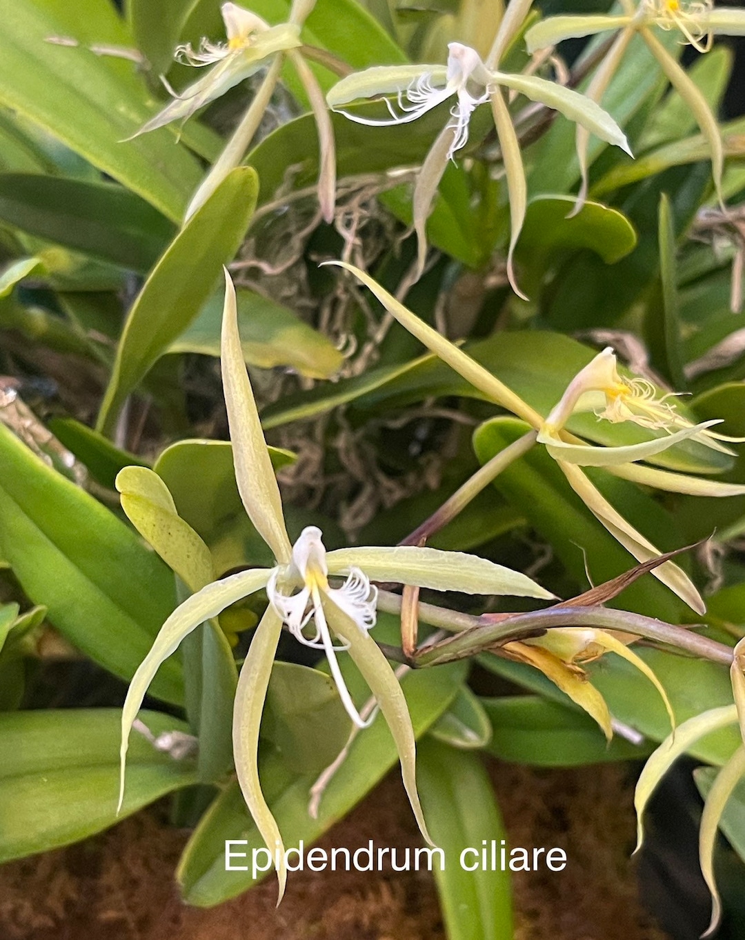 Orchid Plant Epidendrum Ciliare - Bare Root - Etsy