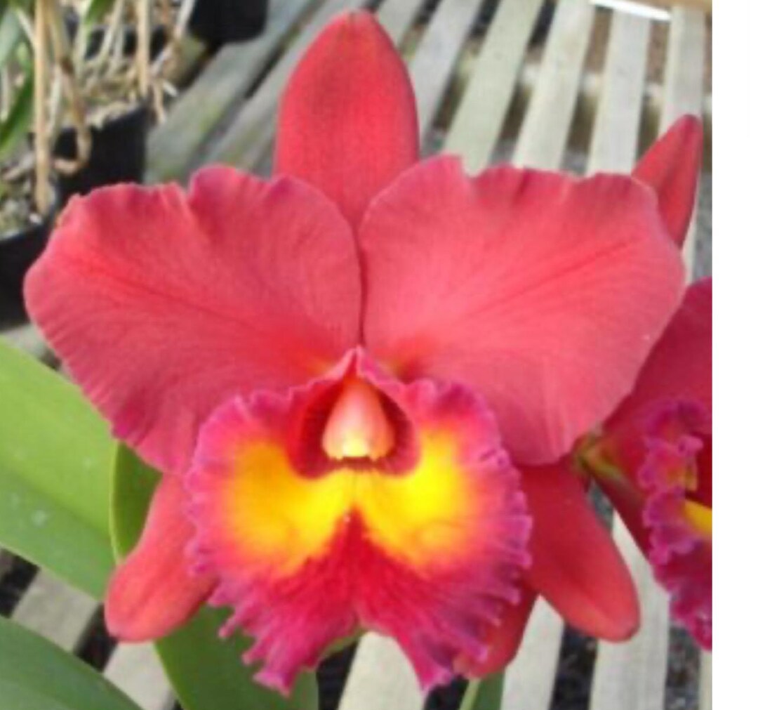 Orchid Live Blc. Pumpkin Festival "for Queen" - Bare Root - Etsy