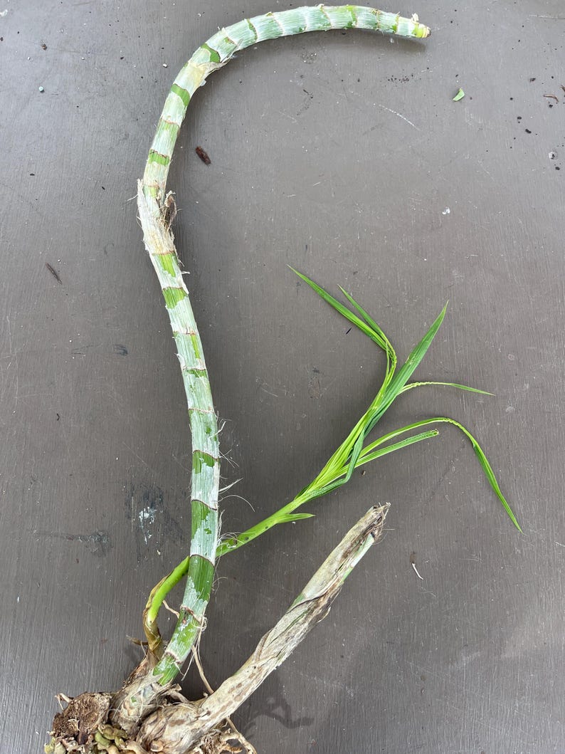 Orchid Species Live Cyrtopodium Longibulbossum Bare Root - Etsy