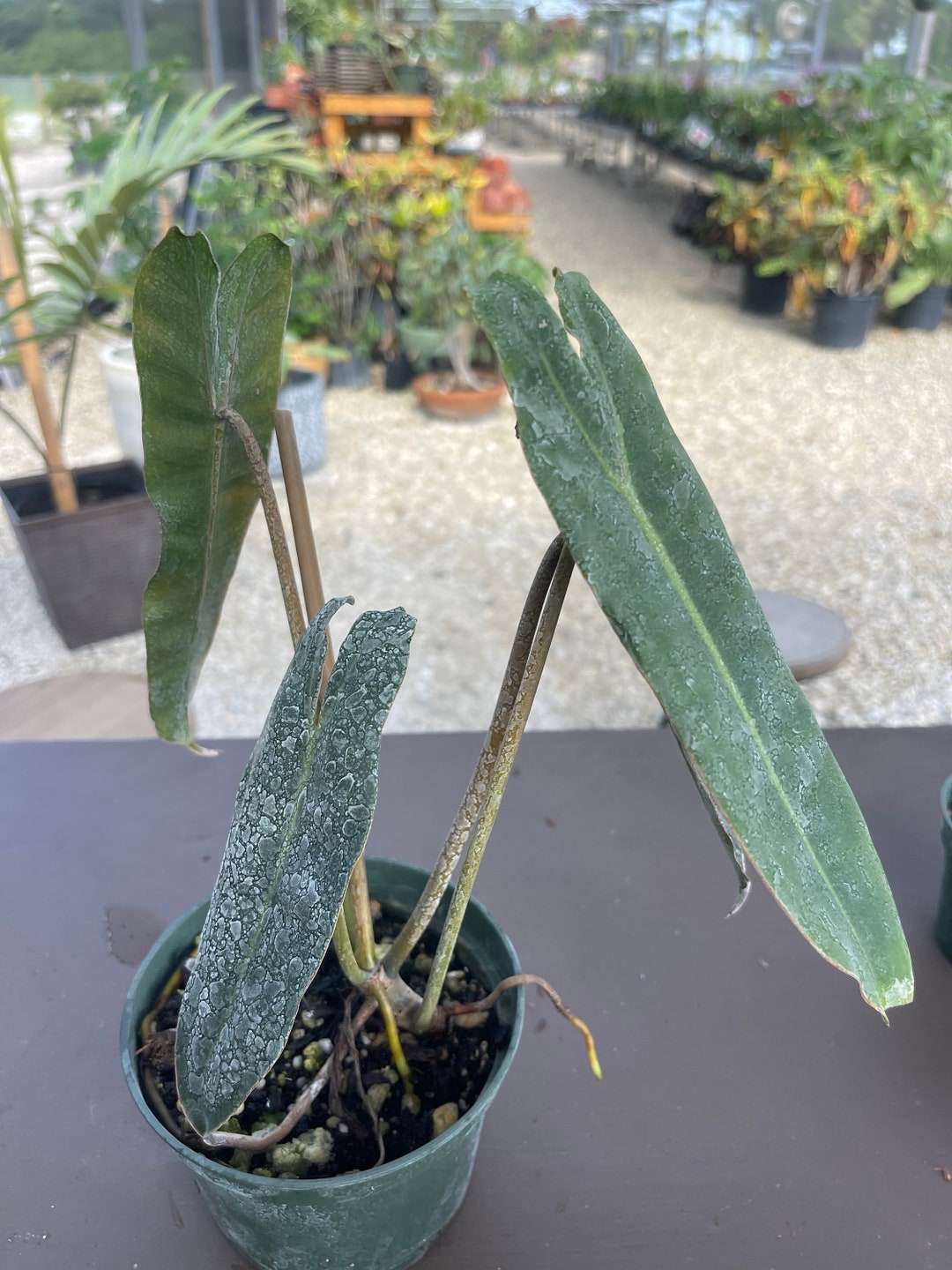 Philodendron Billietae - Etsy