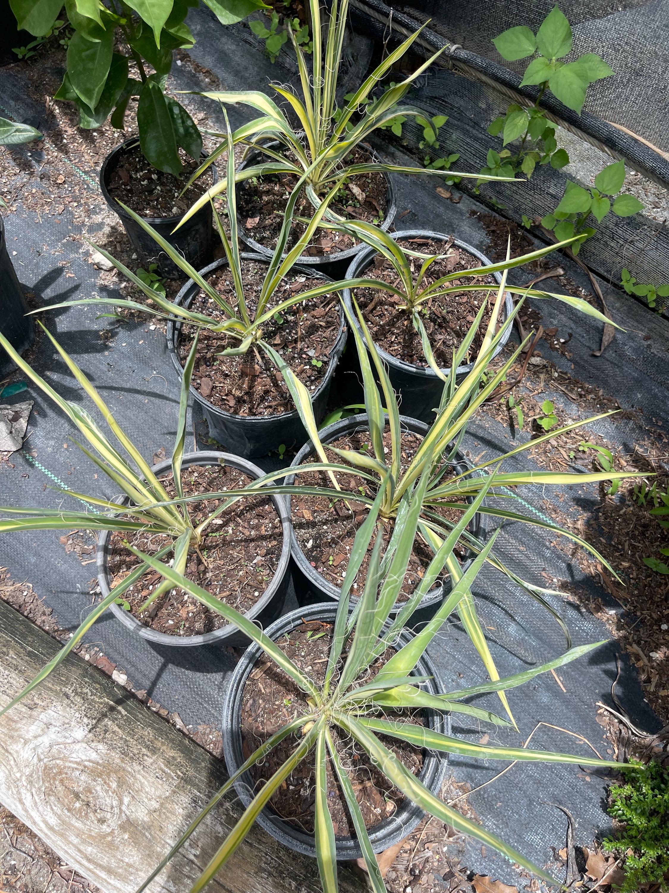 Agave Filamentosa Variegata / 1 Gallon - Etsy