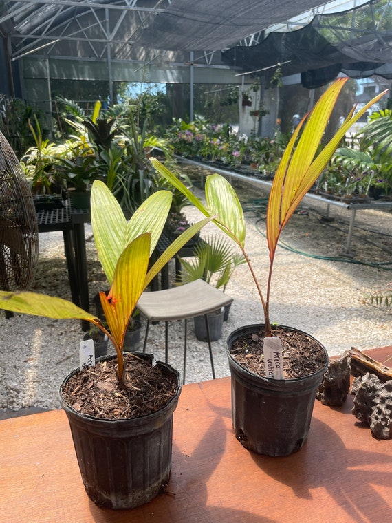 Palm Tree Seedling Areca Vestiaria 1 Gallon | Etsy