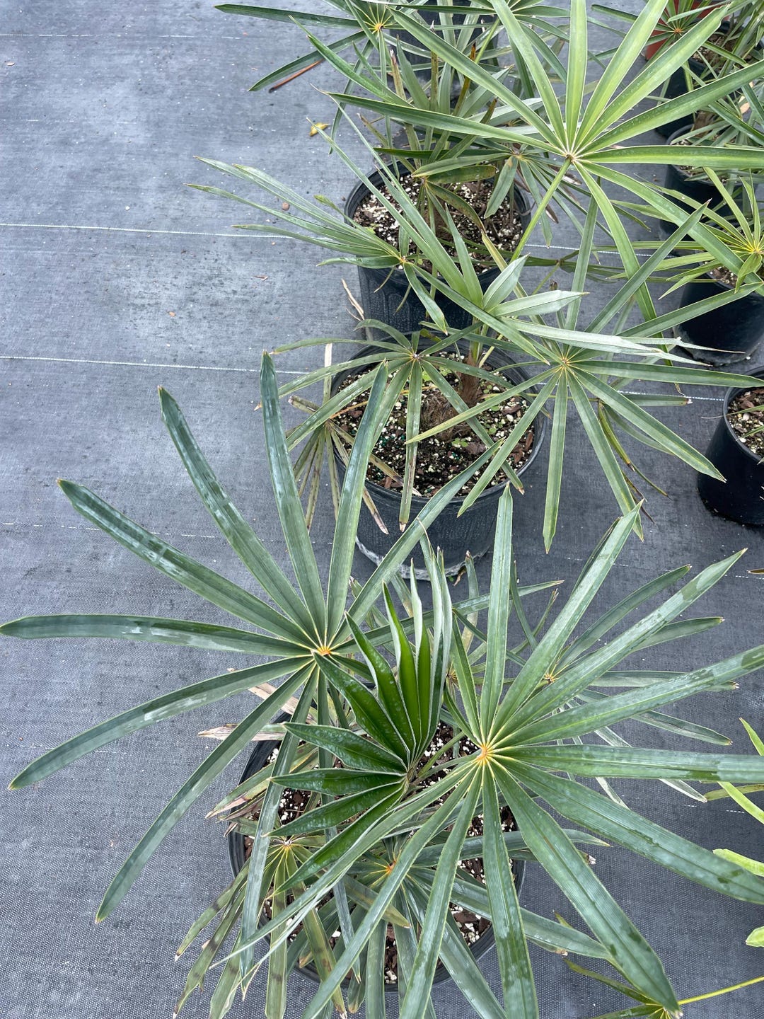 Coccothrinax Azul - Etsy