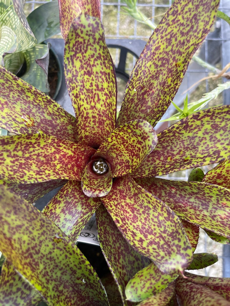 Bromeliad Neoregelia More Pepper - Mini - Etsy