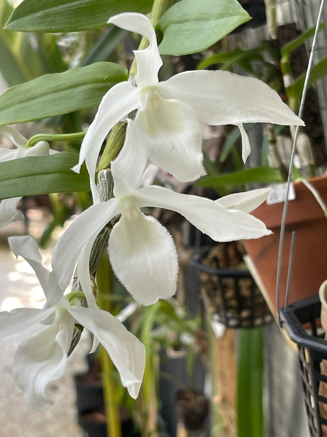 Orchid Alive Dendrobium Anosmum Var. Alba 3 Potted - Etsy