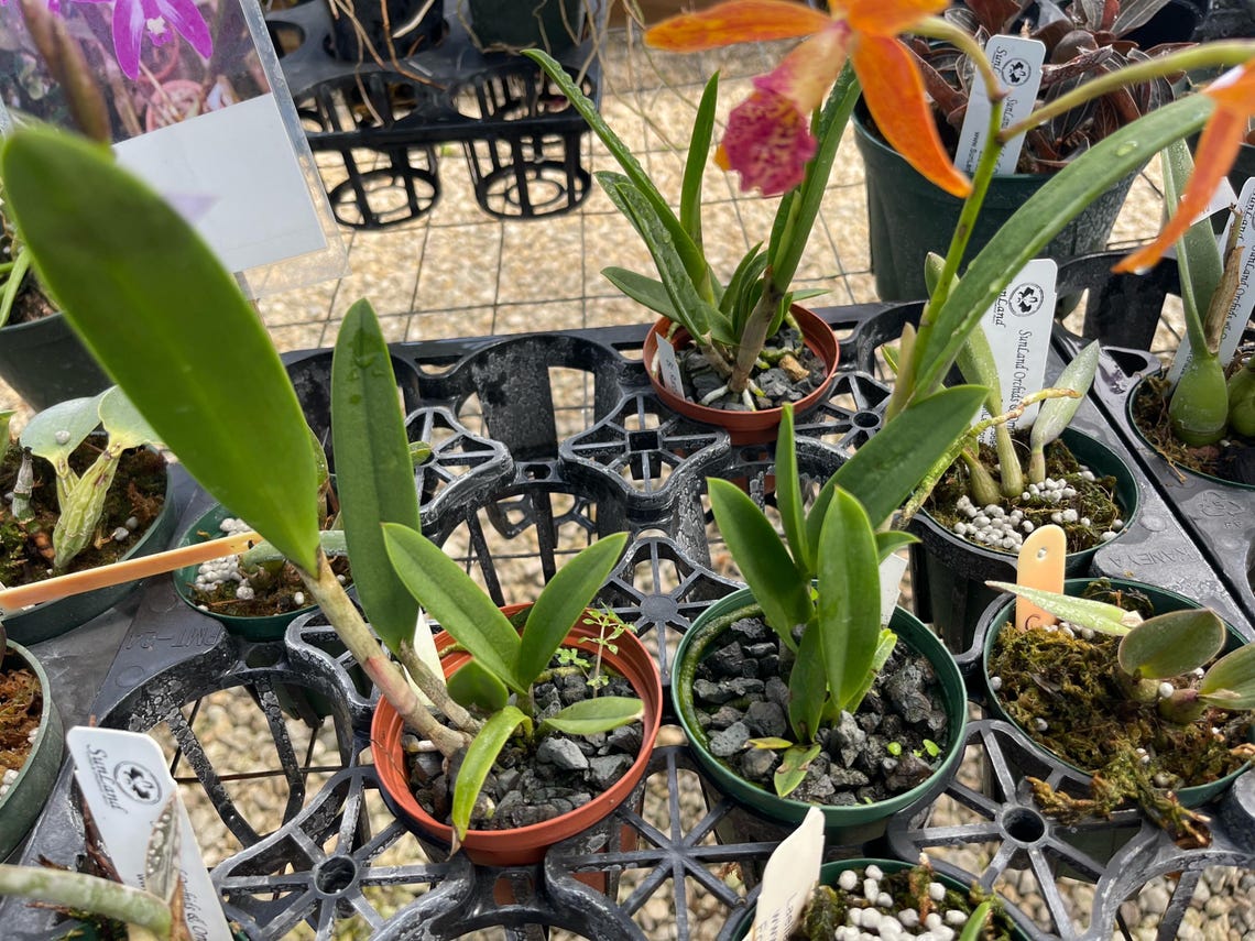 Orchid Blc. Rustic Spots - Potted - Etsy