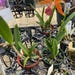 Orchid Blc. Rustic Spots - Potted - Etsy