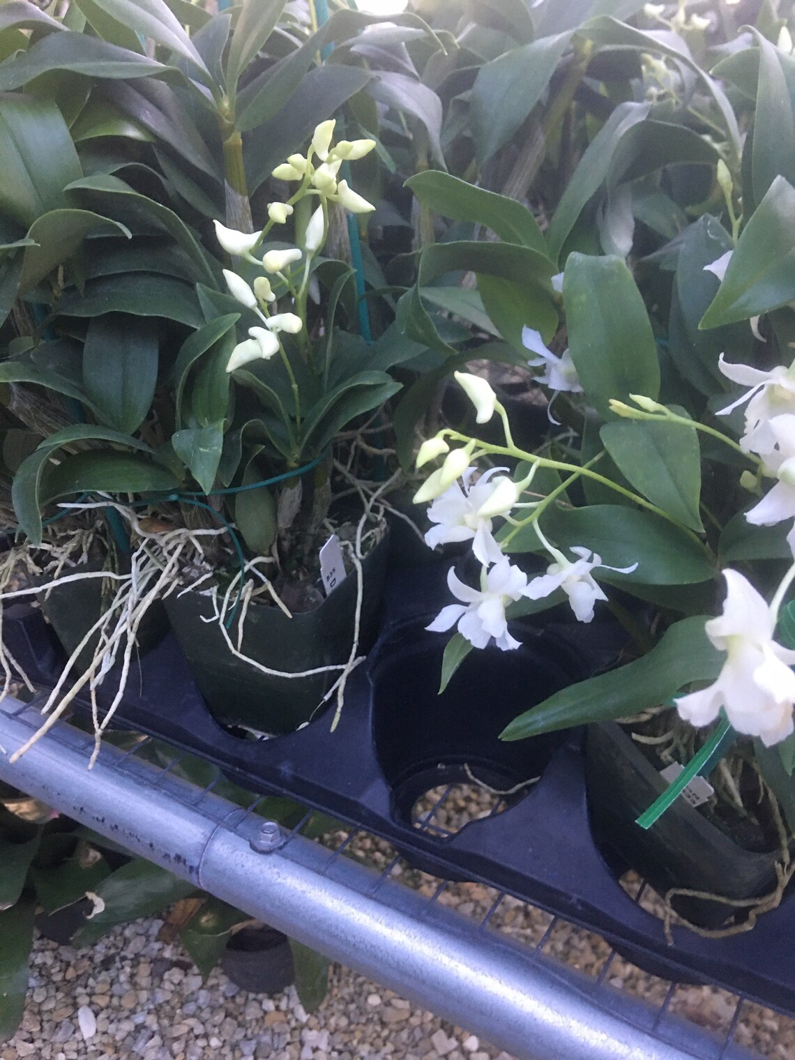 Orchid Live Dendrobium Mini Snow Flake Potted | Etsy