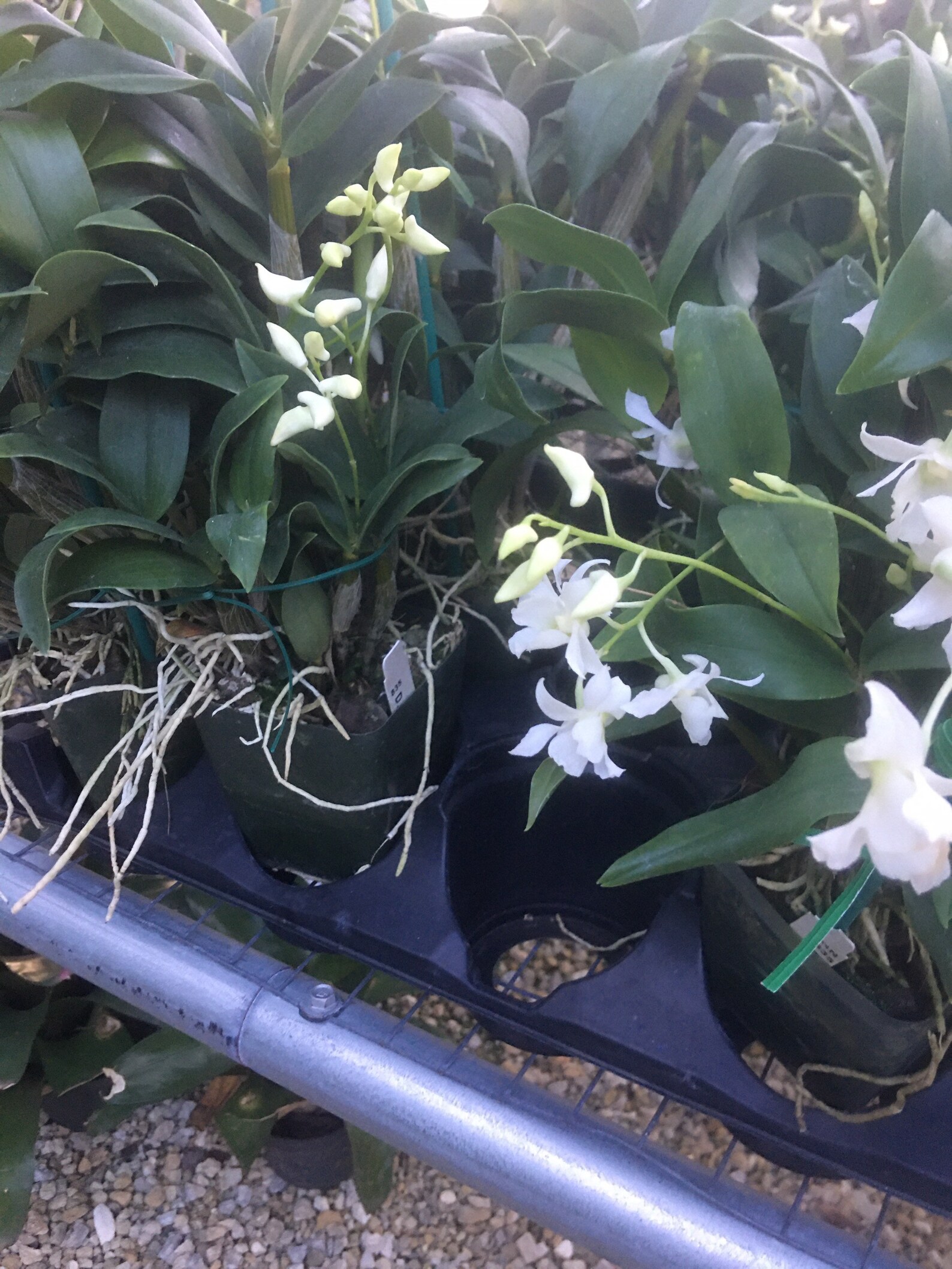 Orchid Live Dendrobium Mini Snow Flake Potted | Etsy