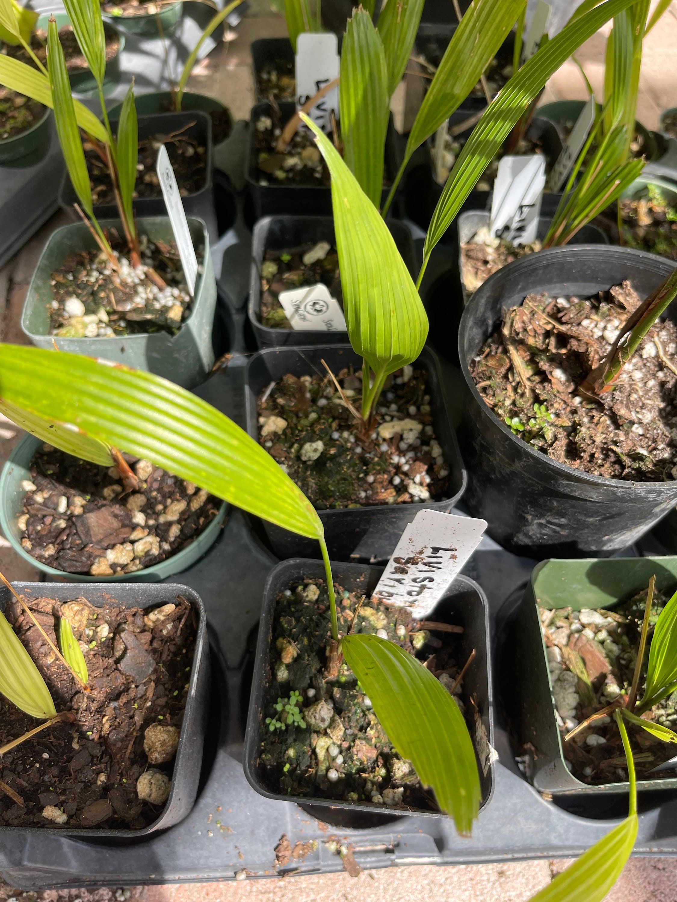 Palm Tree Livistona Saribus Potted - Etsy