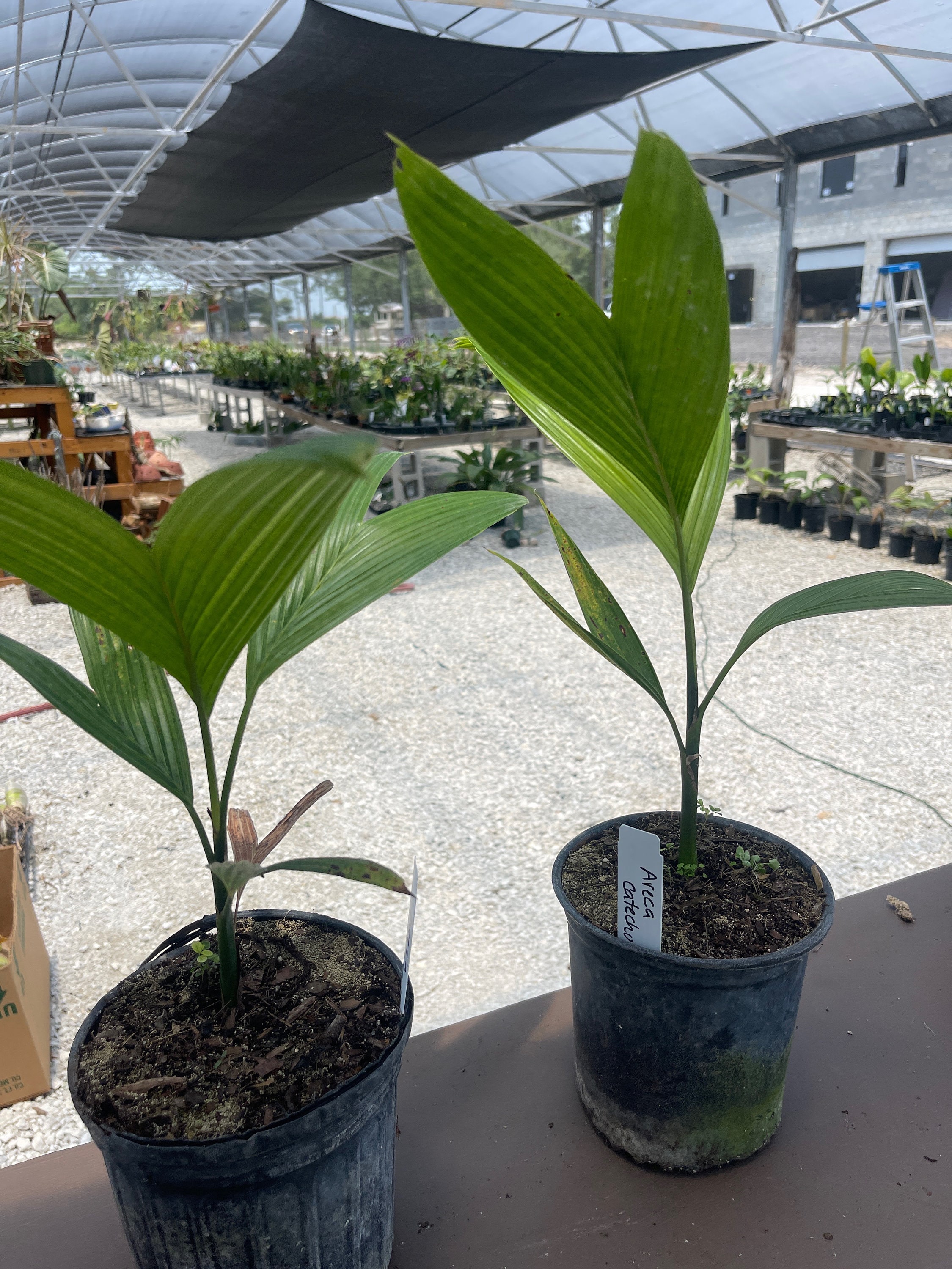 Palm Tree Seedling Areca Catechu Bare Root - Etsy