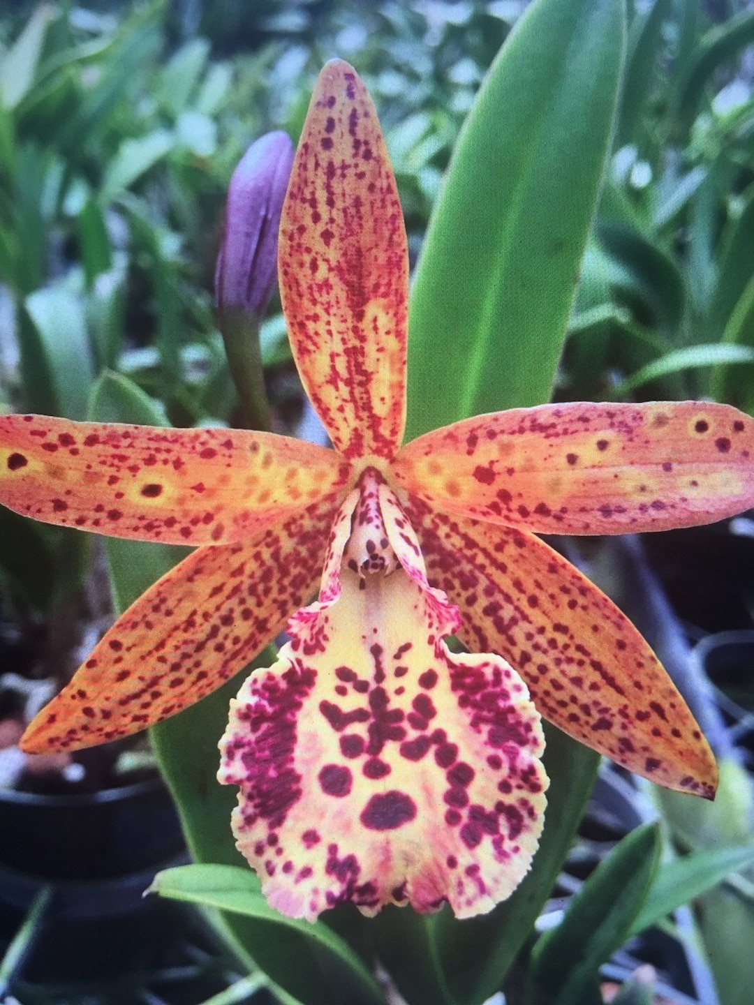 Orchid Blc. Rustic Spots Potted - Etsy